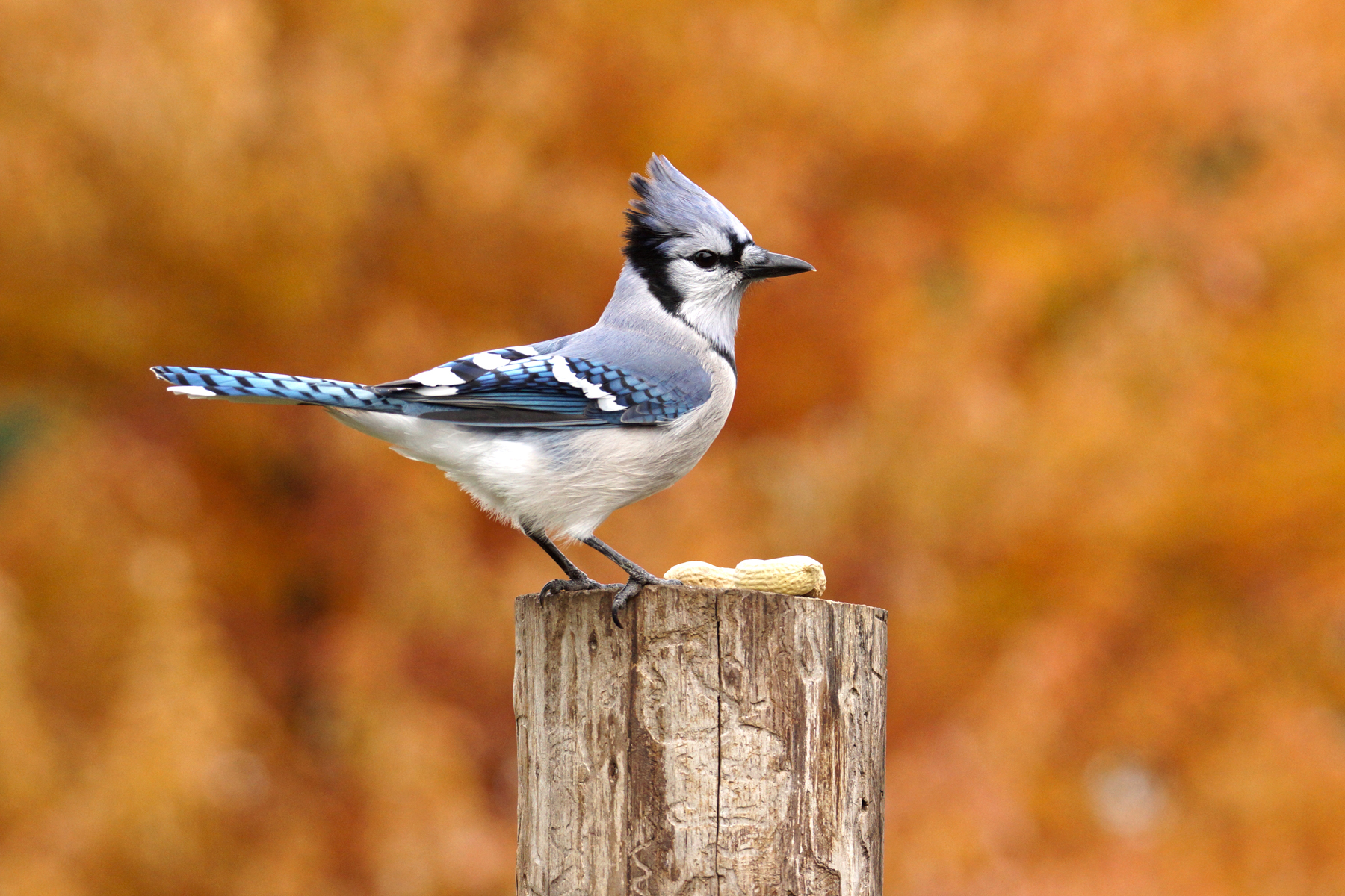 Species profile: Blue Jay - Nature's clown - BirdWatching