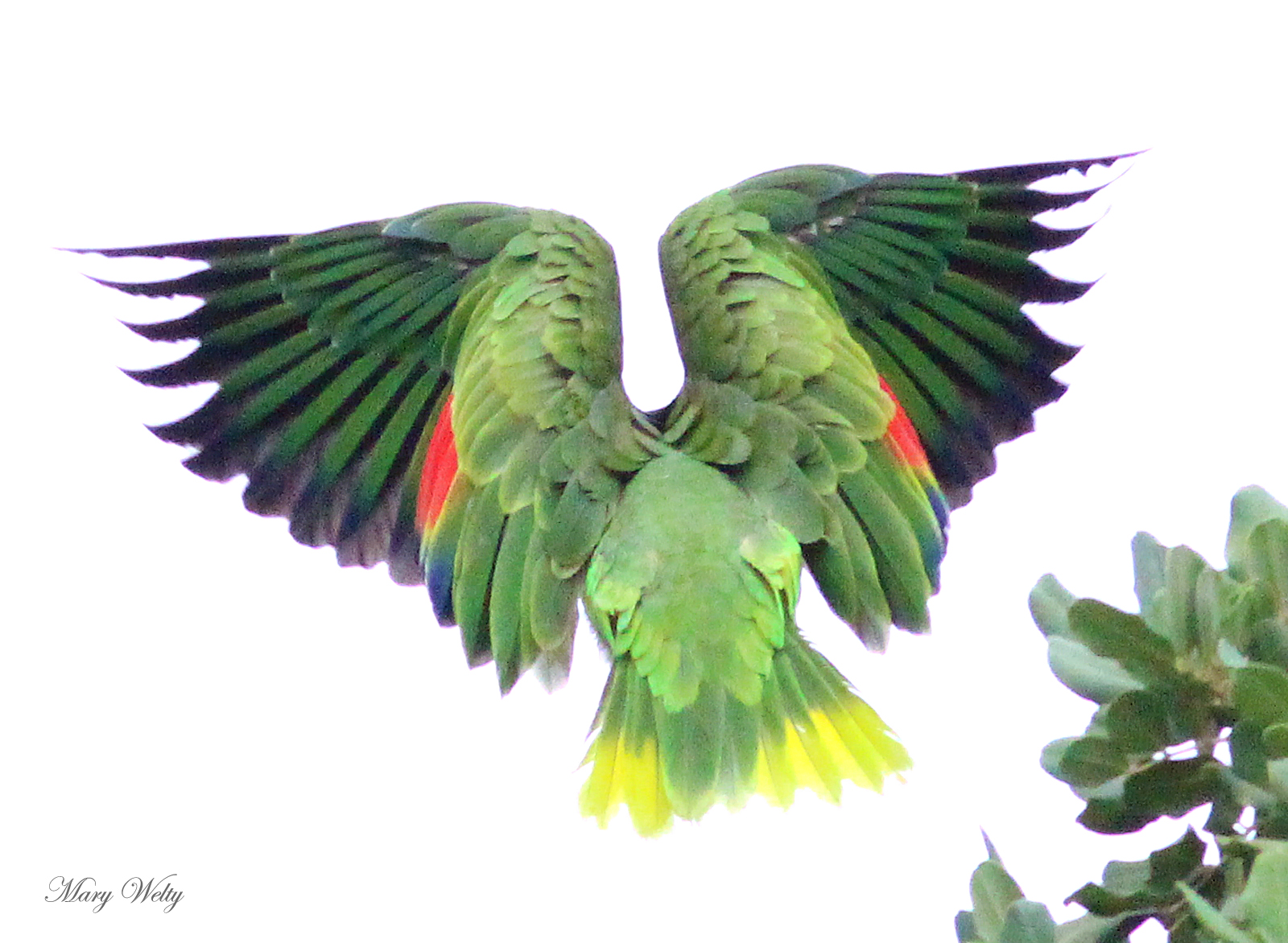 Red-crowned Parrot - BirdWatching