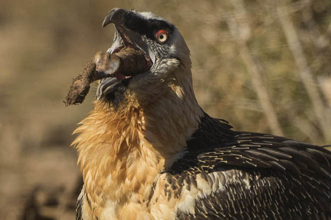 vulture eats what