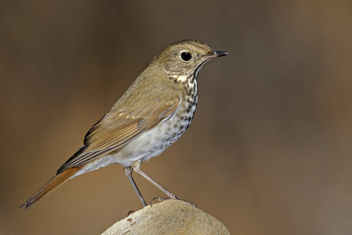 Identifying Swainson’s Thrush, Gray-cheeked Thrush, and Hermit Thrush ...
