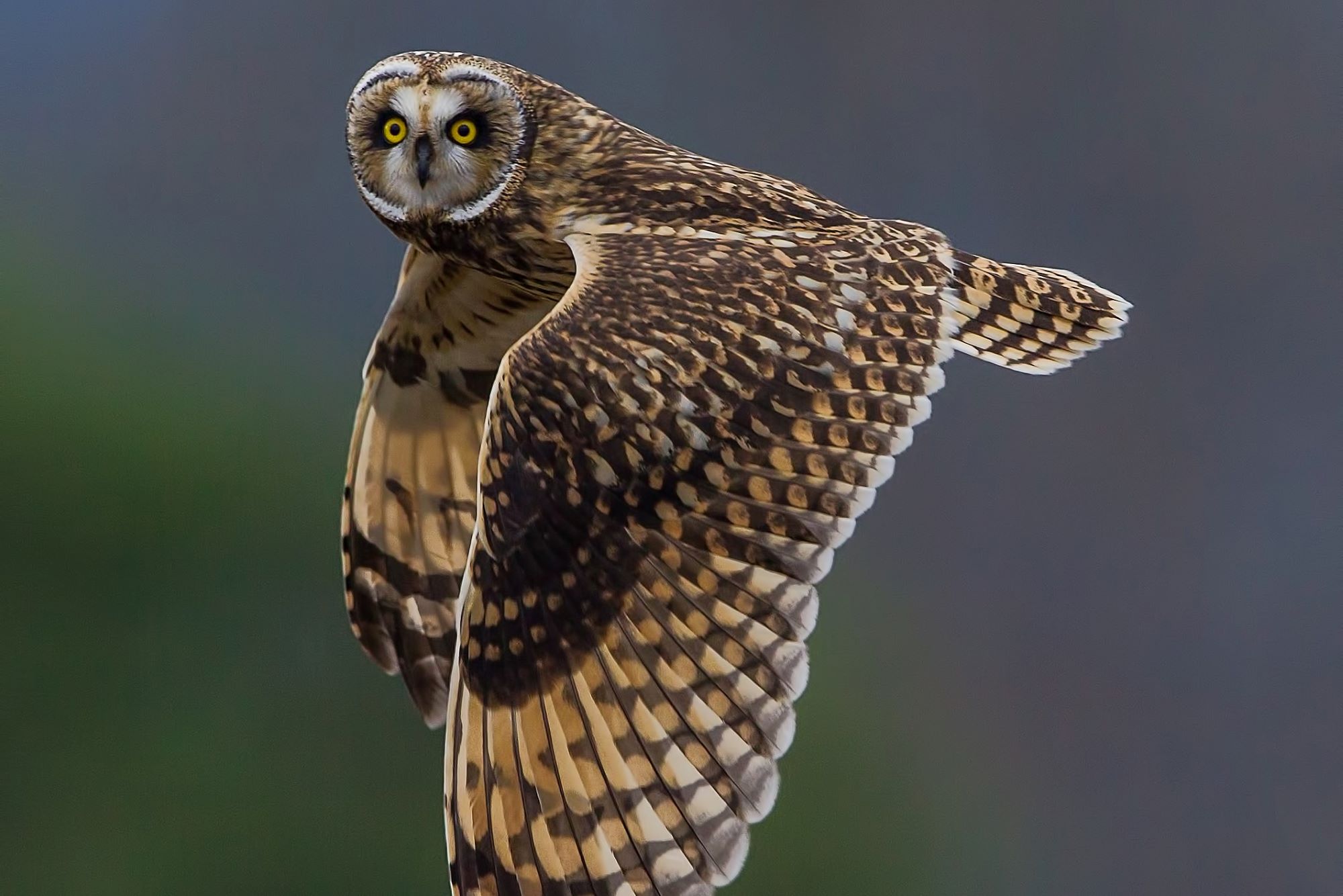 eBird maps track Short-eared Owl movements - BirdWatching