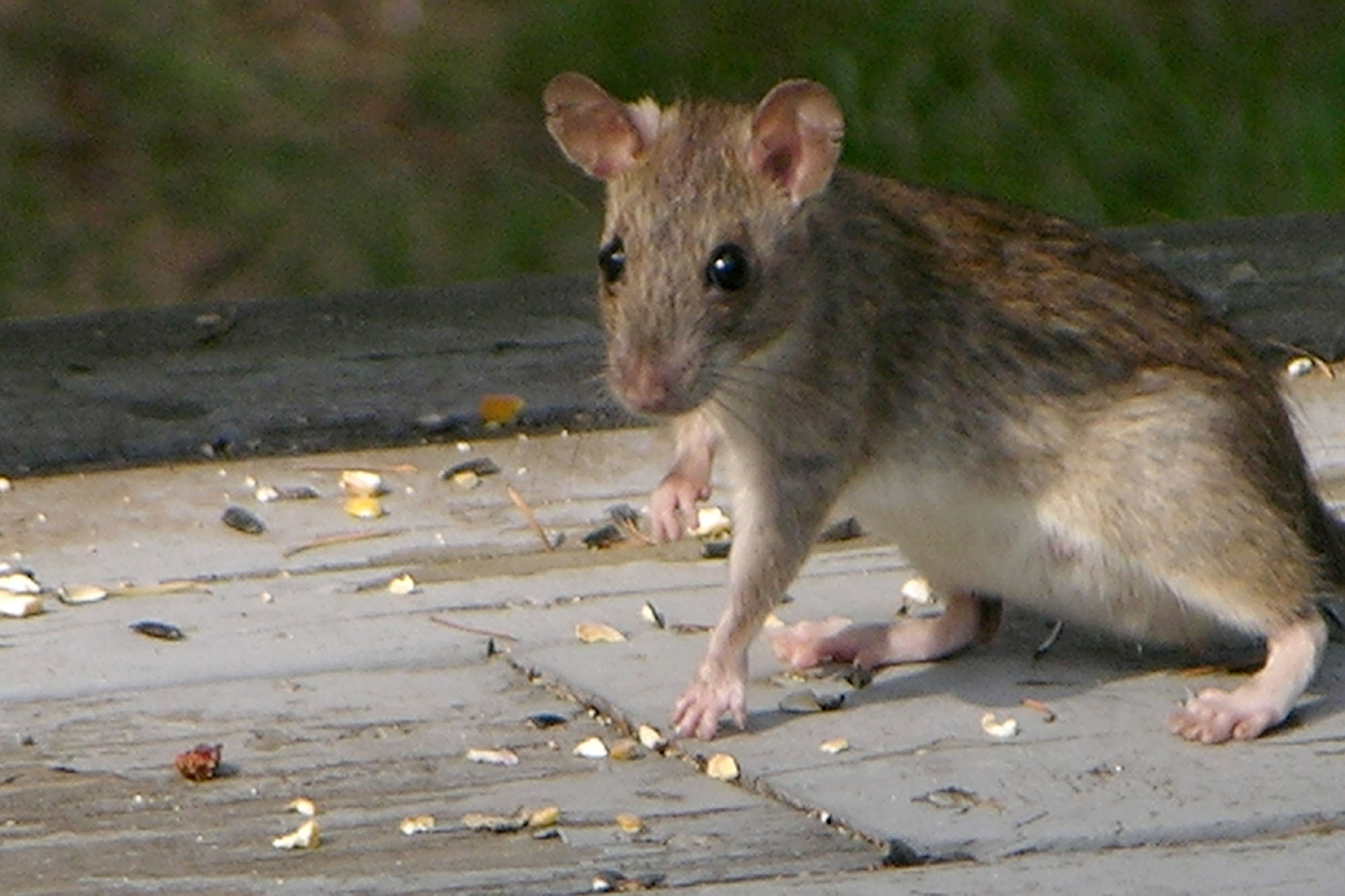 Rat bird store