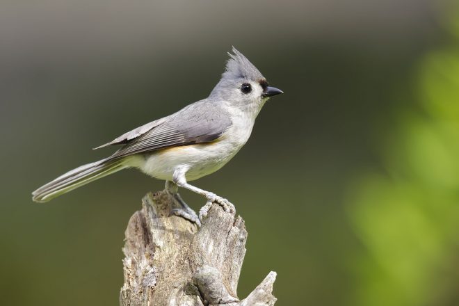 Identifying North America’s five titmouse species - BirdWatching