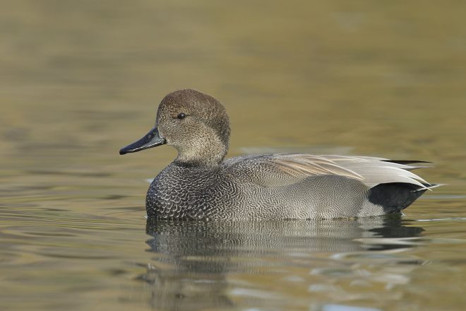 Identifying Gadwall | How to identify Gadwall - BirdWatching