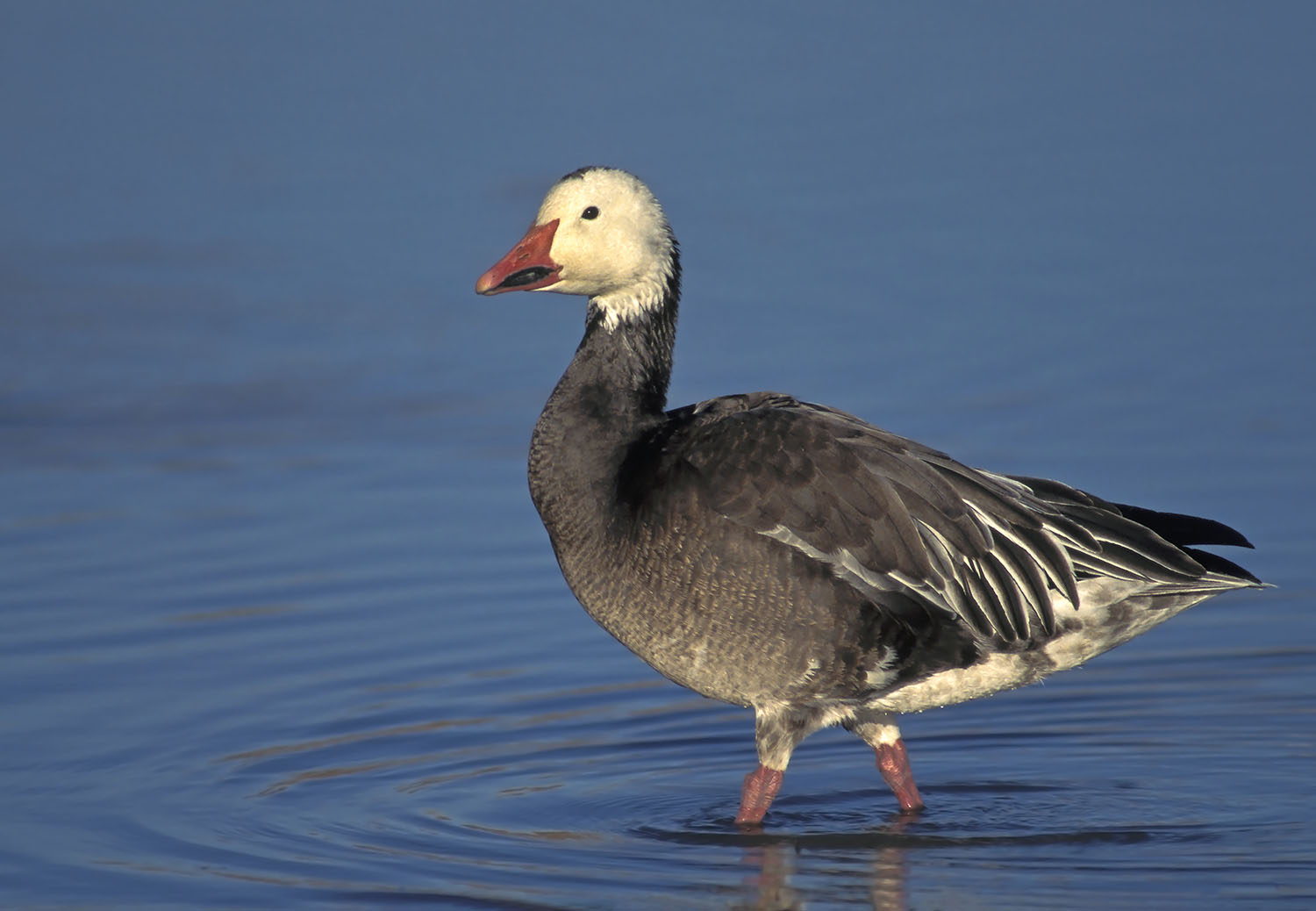 Identifying Snow Goose and Ross's Goose - BirdWatching