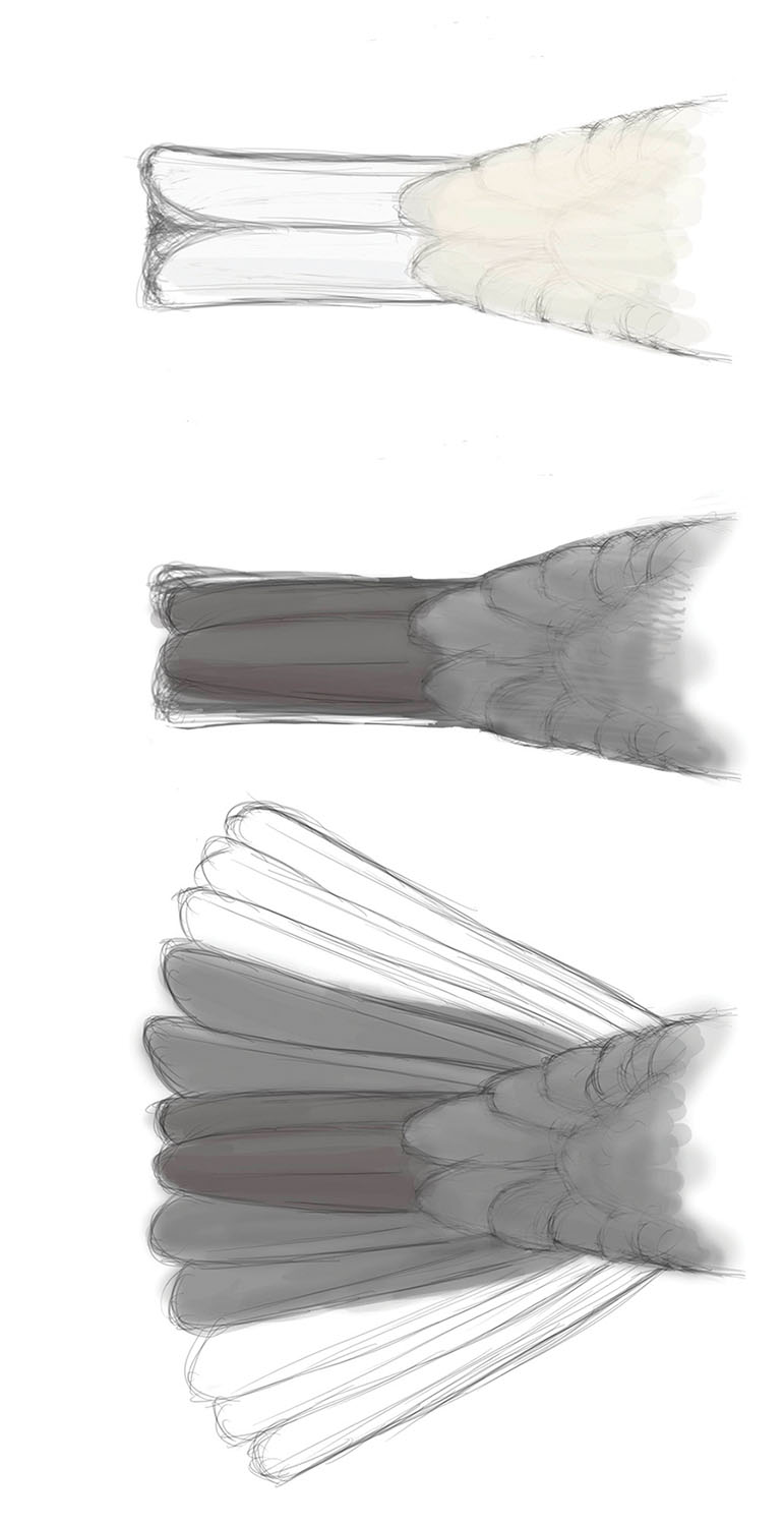 Patches in birds’ tail feathers can lead you to ID them - BirdWatching