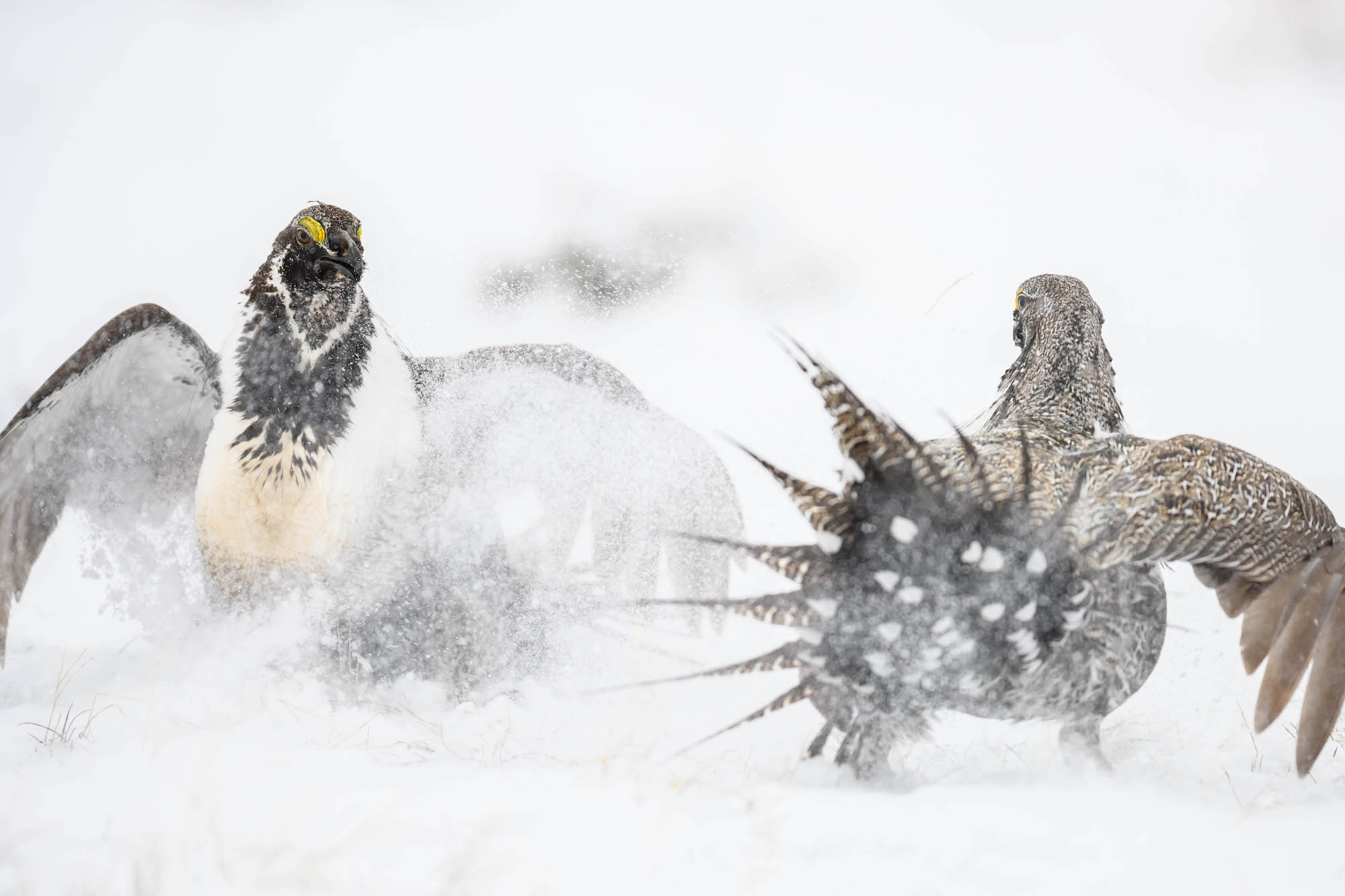Greater Sage-Grouse population down 80% since 1965 - BirdWatching