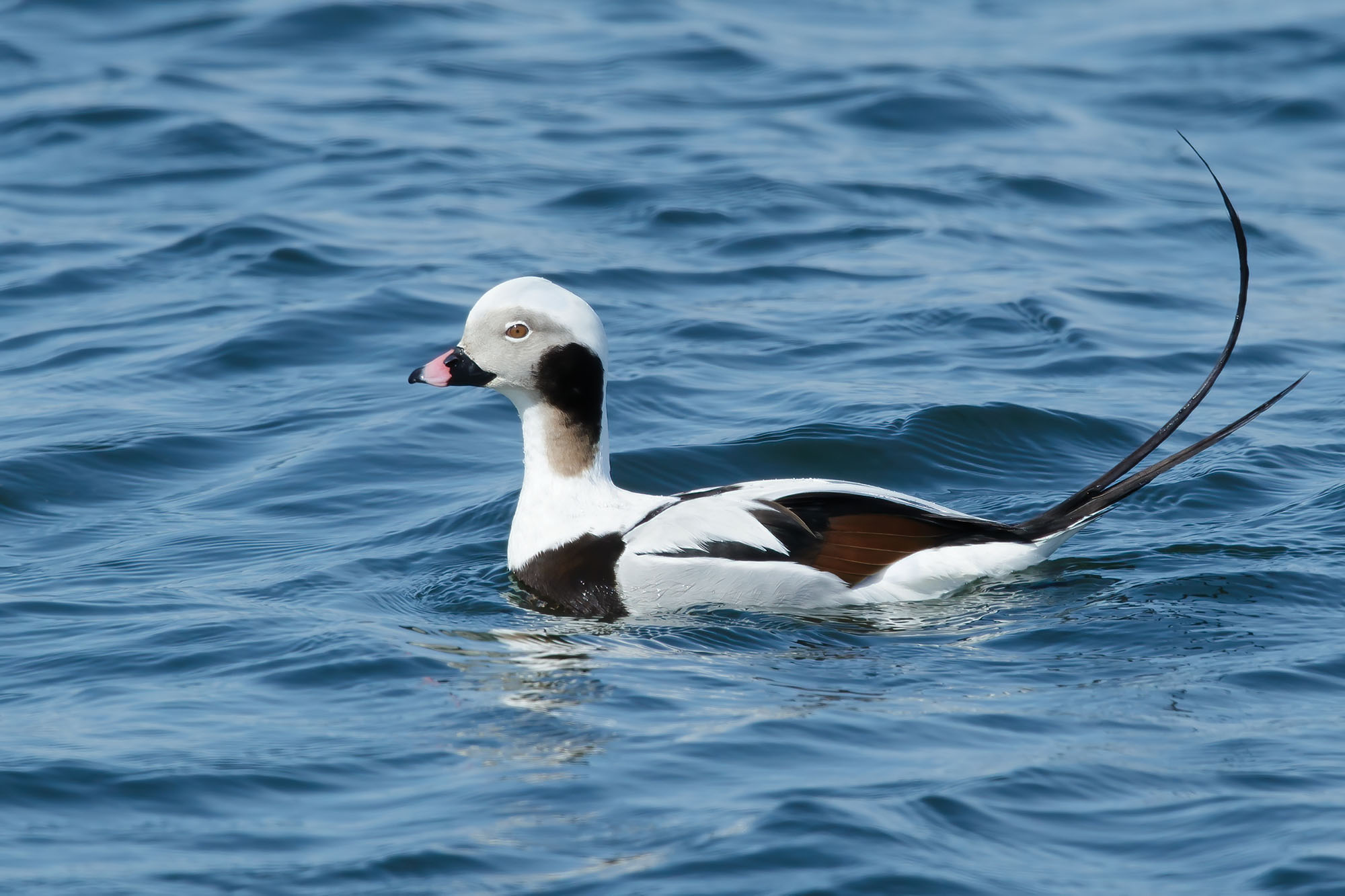 Identify Long-tailed Duck with these tips - BirdWatching