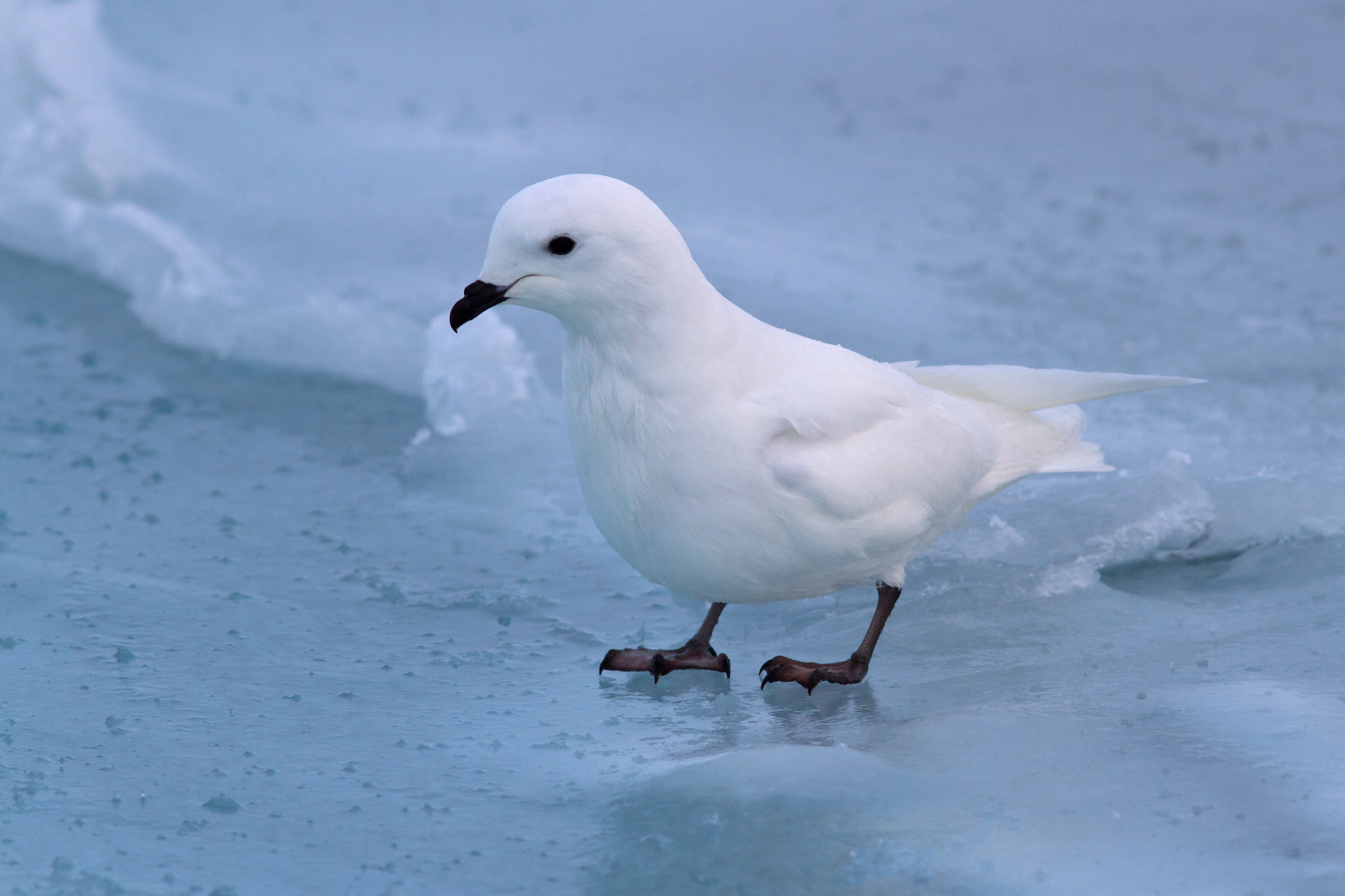 Three Antarctic seabird species fail to breed due to climate-change ...