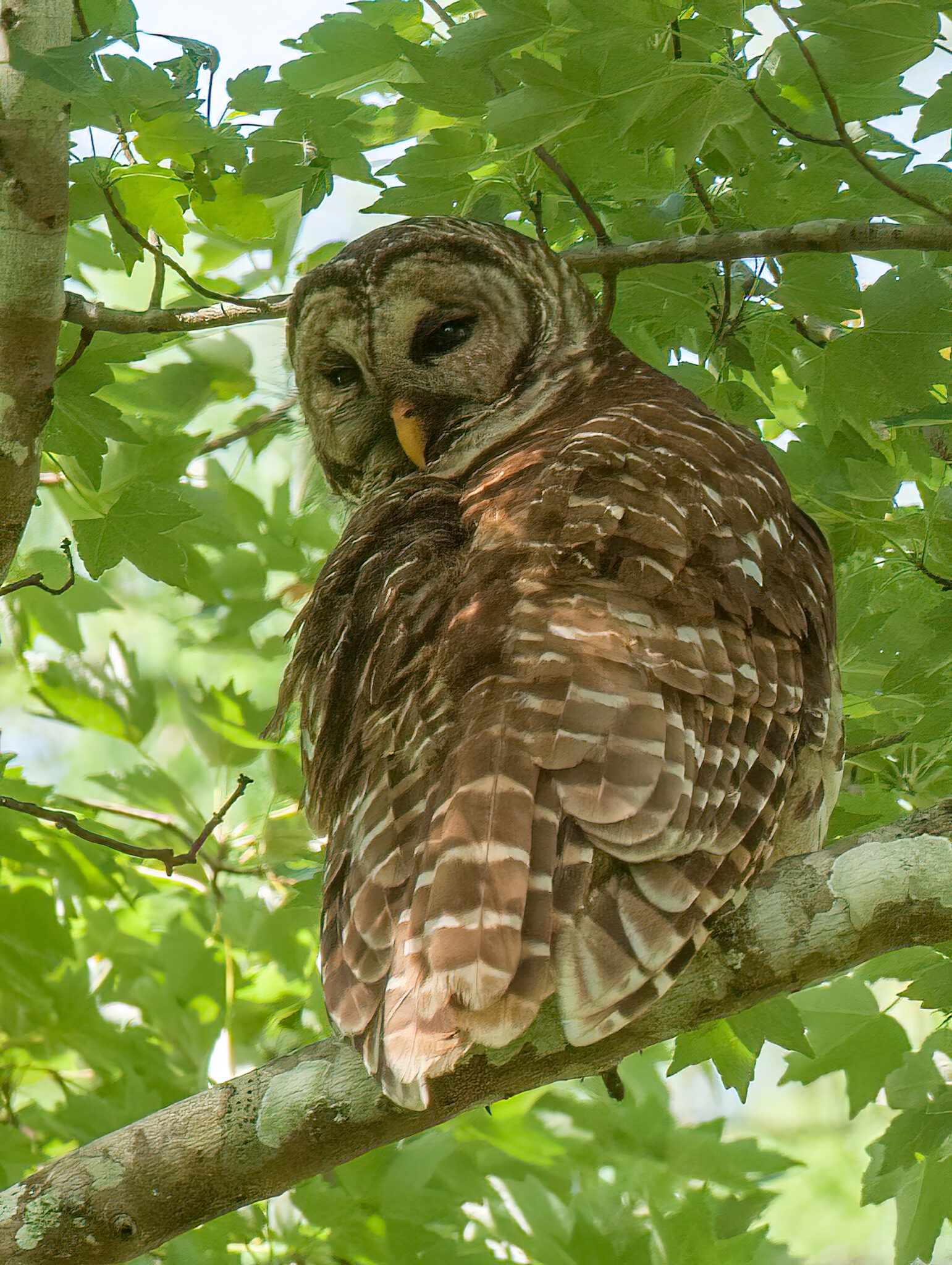 Michigan Birds of Prey: 18 Awesome Species with Pictures - BirdWatching