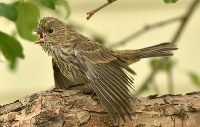 Finch vs Sparrow: Learn to differentiate between the two - BirdWatching