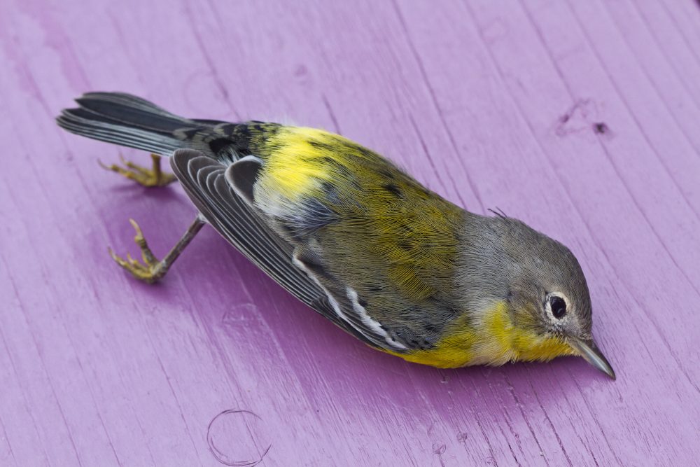 How to Tell If a Bird is Stunned or Dead - BirdWatching