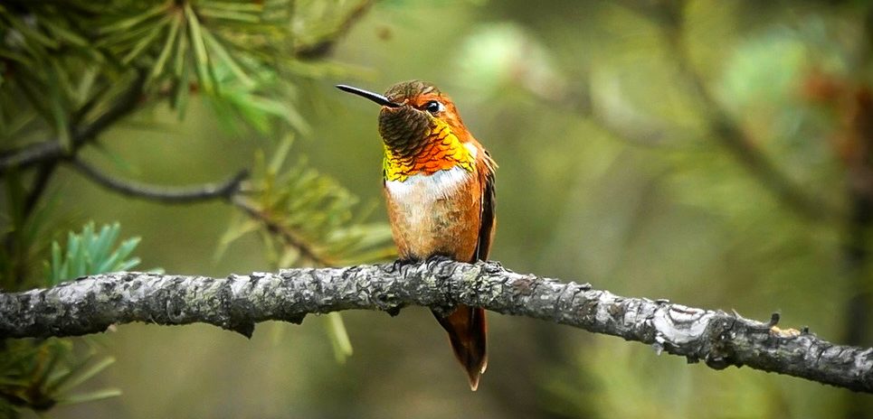 10 Stunning Hummingbird Species You Need to Know - BirdWatching