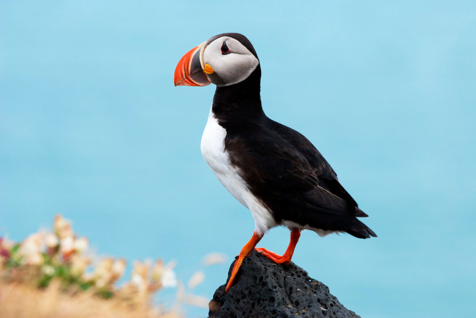 19 Birds That Nest on the Ground (With Pictures) - BirdWatching