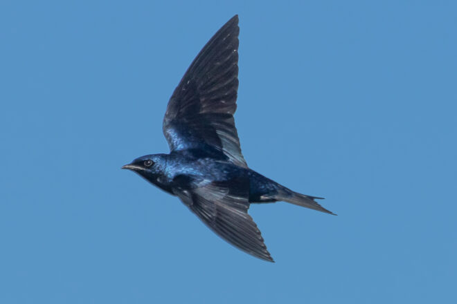 How to Attract Purple Martins - BirdWatching
