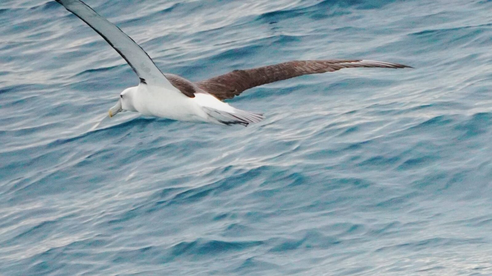The World's Biggest Birds: Meet the Feathered Giants - BirdWatching