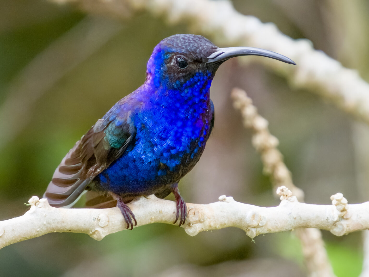 What Different Beak Shapes Reveal About Birds' Diets - BirdWatching