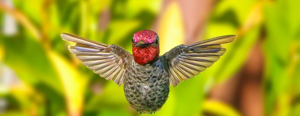 What Does a Baby Hummingbird Look Like? - BirdWatching