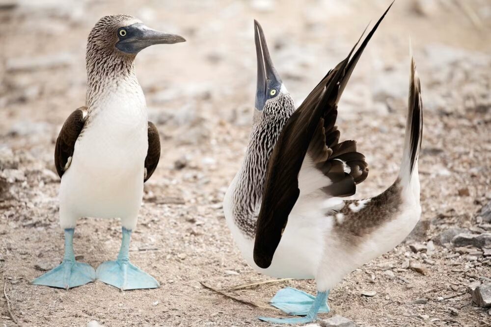 Birds That Dance Better Than Humans: The Funniest Mating Displays in ...