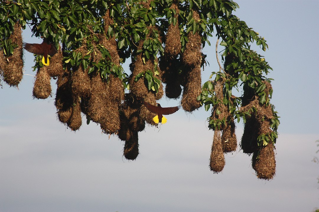 10 Birds That Build Hanging Nests (And Why They're Engineering Geniuses ...