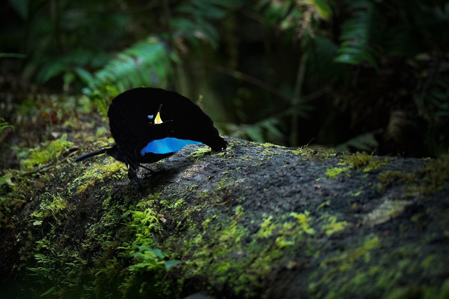 Birds That Dance Better Than Humans: The Funniest Mating Displays in ...