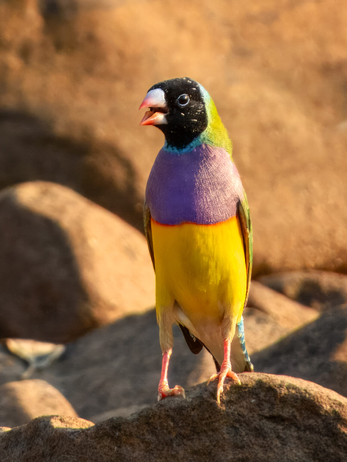 8 of the Most Colorful Birds in the World (And Where to Find Them ...