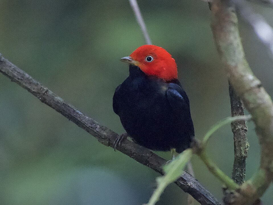 Bizarre Bird Mating Rituals You Won’t Believe Are Real - BirdWatching