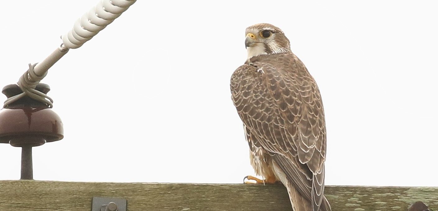 Types Of Falcons - BirdWatching
