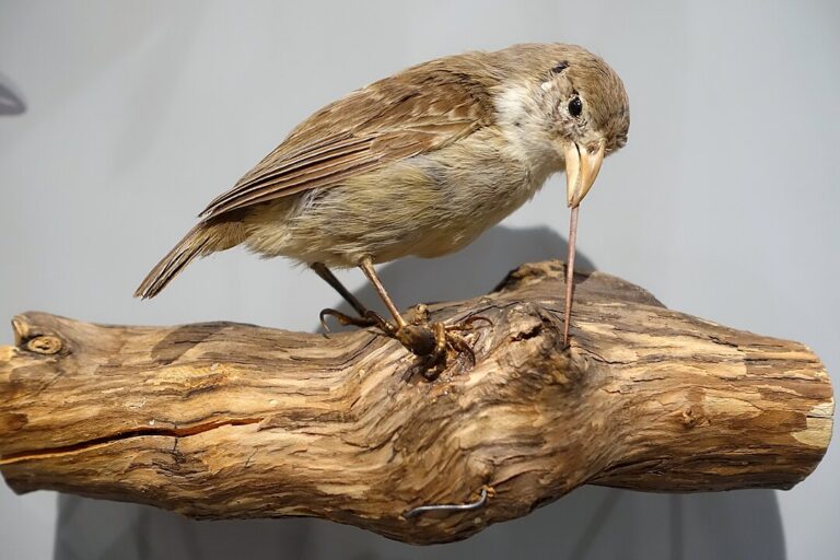 Meet The Incredible Birds That Use Tools - BirdWatching