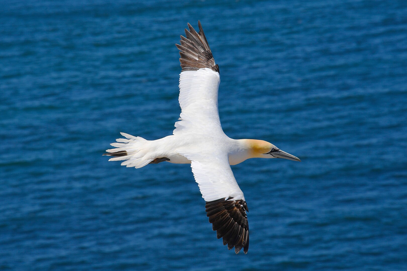 Best Filter for Bird Photography: Choose The Right One - BirdWatching