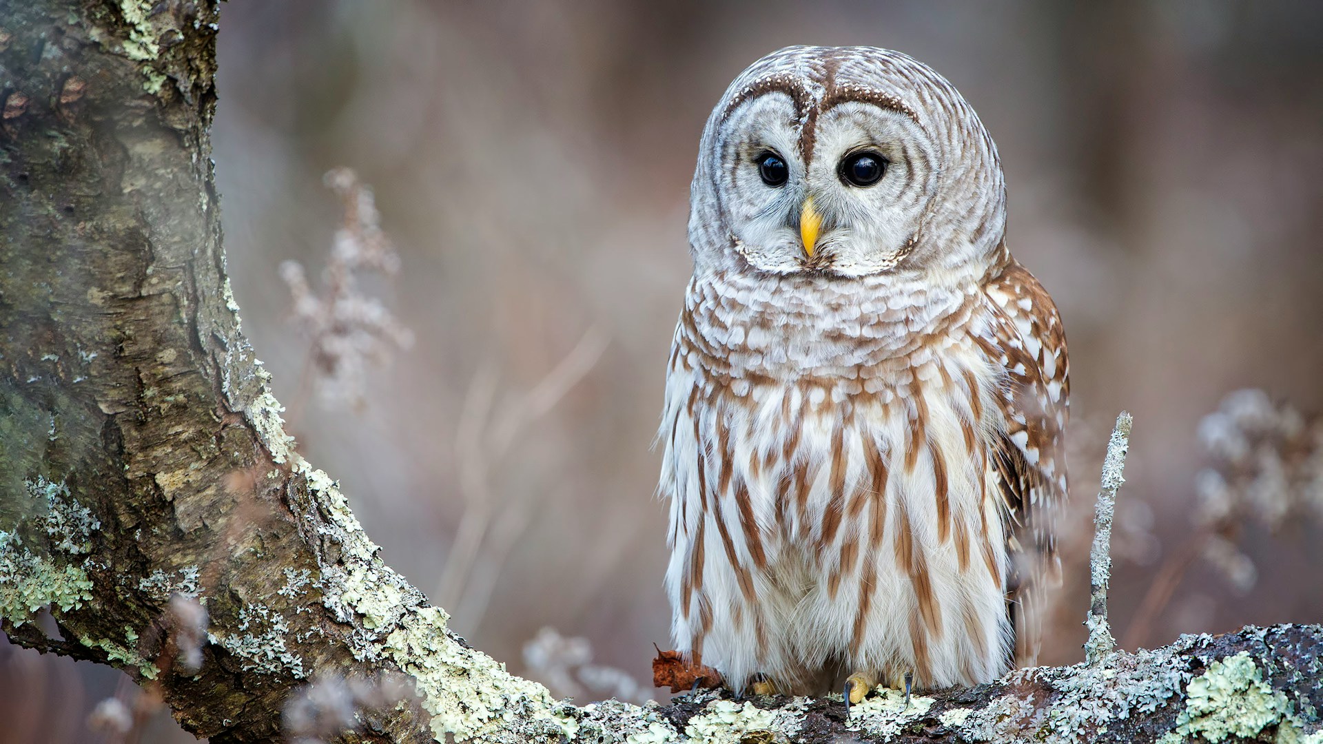 Owls in Texas: 13 Most Common with Photos - BirdWatching