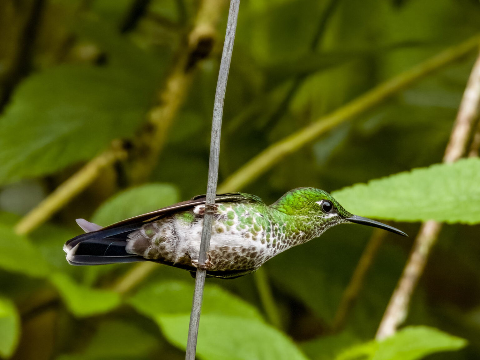DIY Hummingbird Nectar Coolers: Genius Hacks to Beat This Year's Summer ...