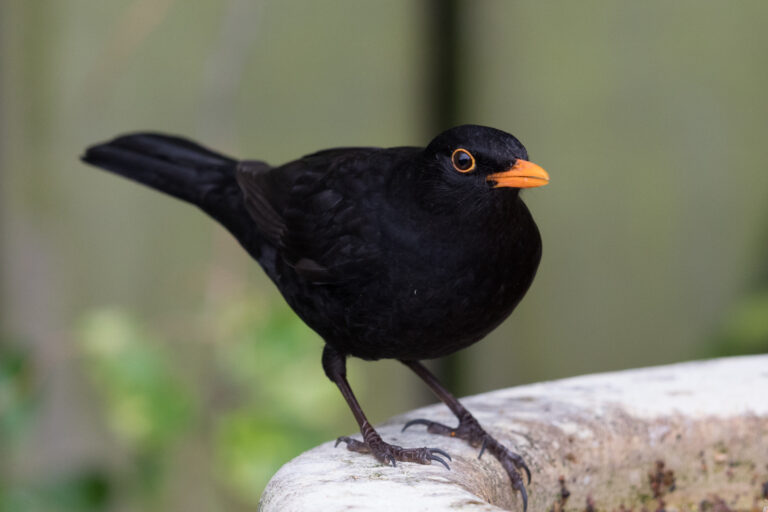 Types of Black Birds - 28 with pictures and sounds - BirdWatching