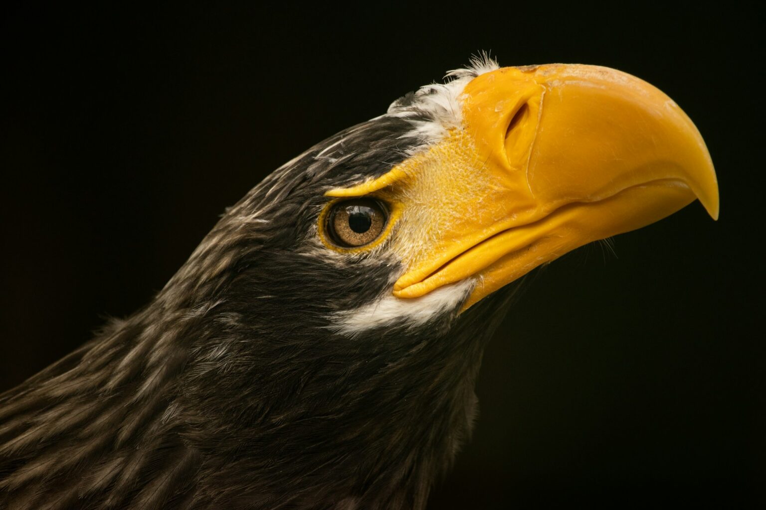 The 5 Types of Eagles in America (And Where to Actually See Them ...