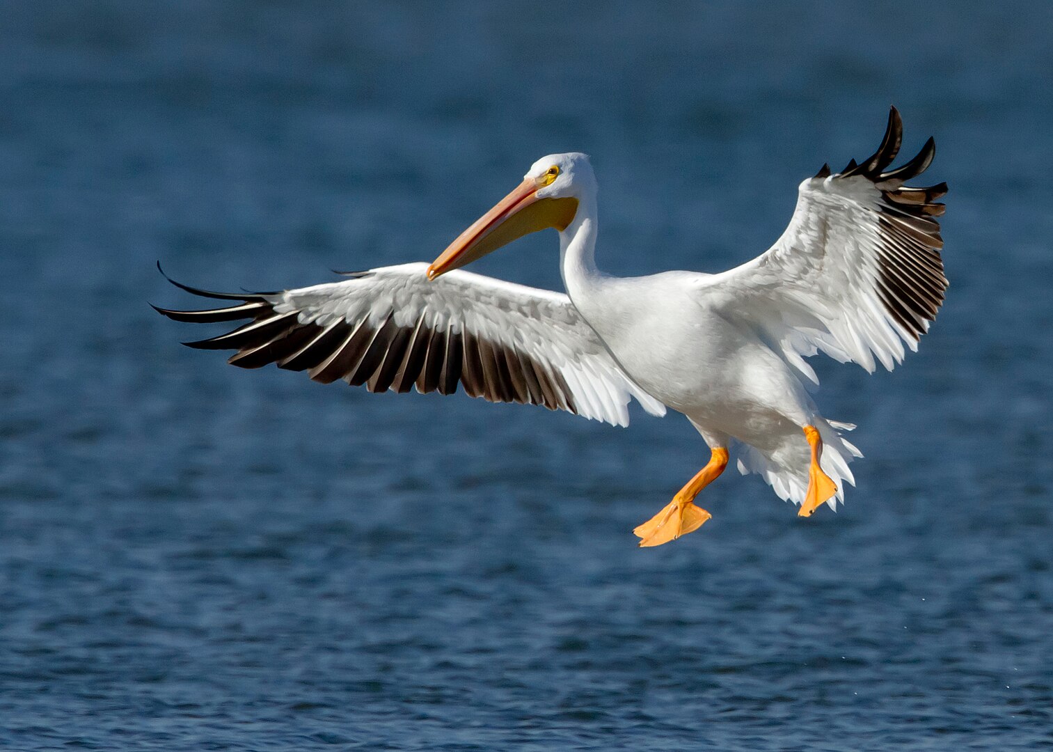 14 Striking White Birds That Will Stop You in Your Tracks (And Where to ...