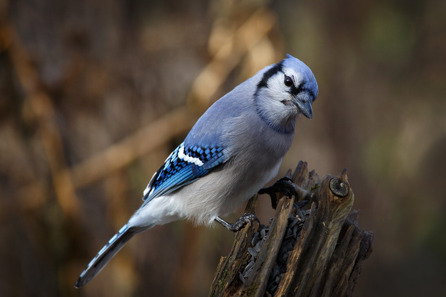 What Blue Jays Really See When They Spot Your Feeder - BirdWatching