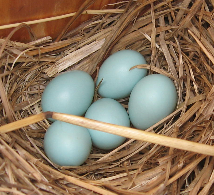 16 Birds that Lay Blue Eggs (with pictures) - BirdWatching