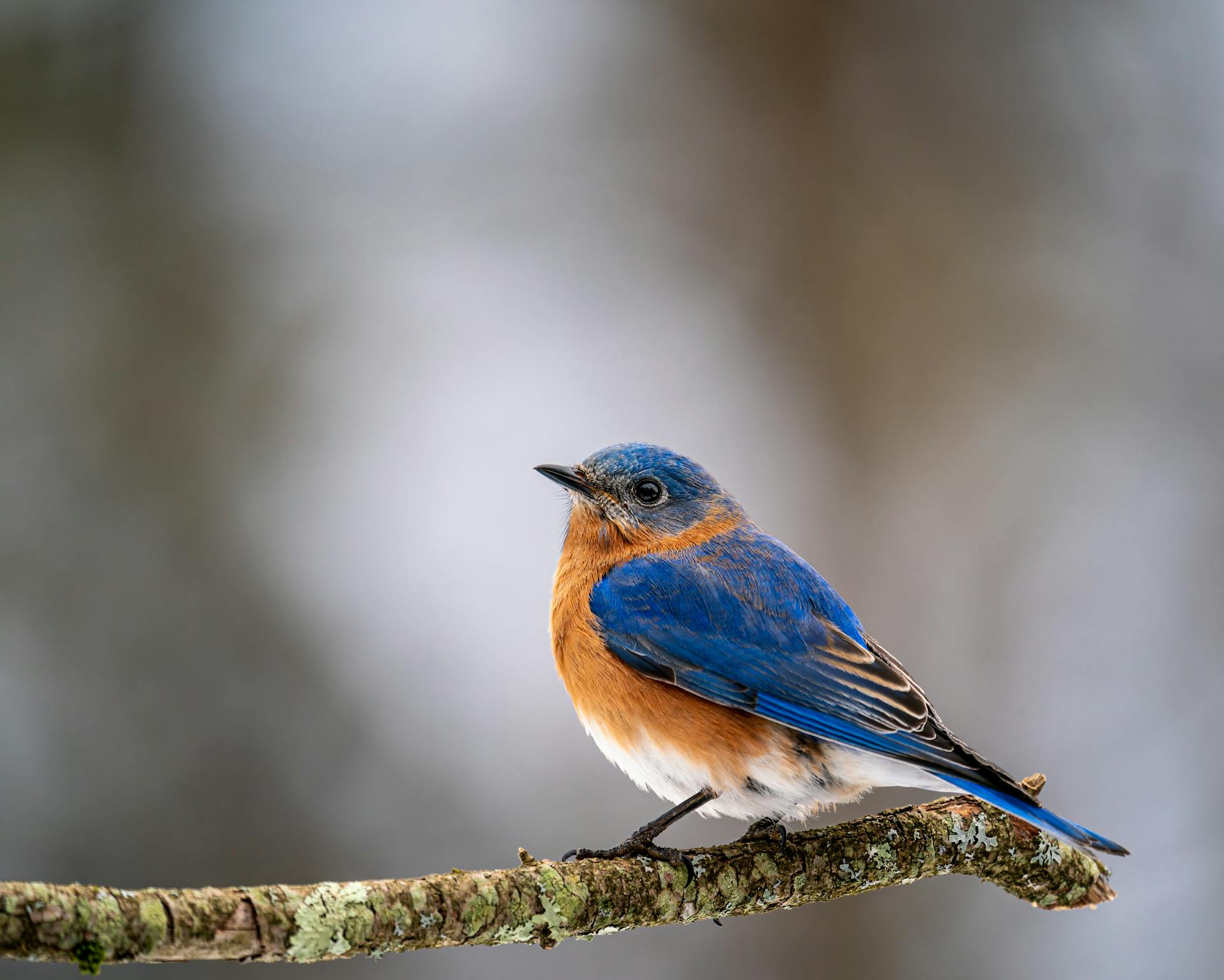 16 Birds that Lay Blue Eggs (with pictures) - BirdWatching