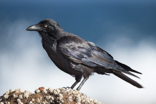 Do Crows Remember You? - BirdWatching