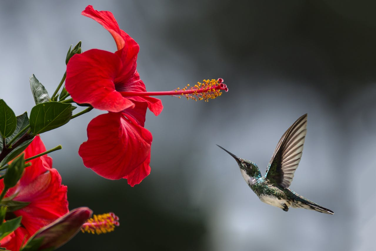 The Hummingbird’s Role in Pollination - BirdWatching