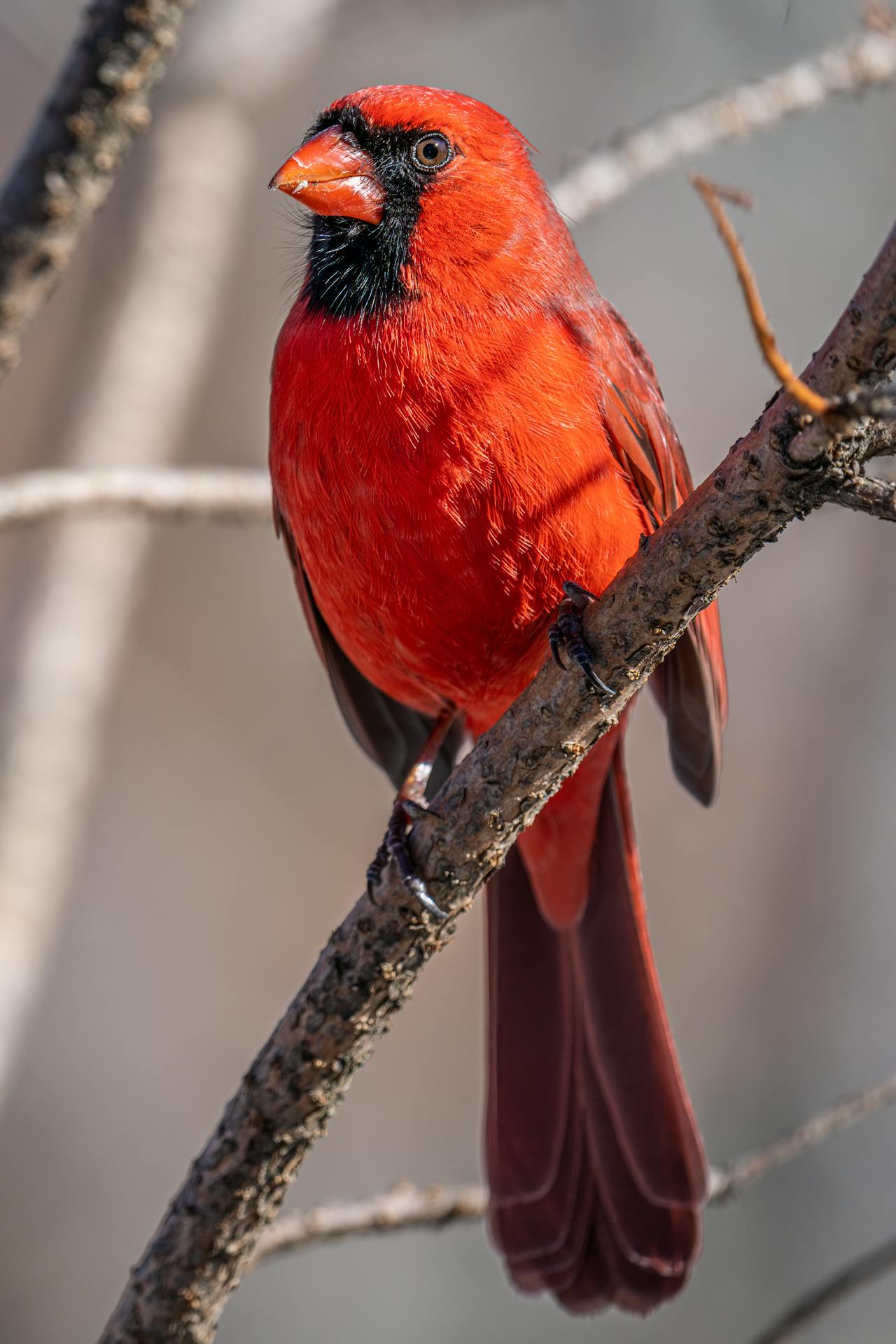 The One Plant Cardinals Can’t Resist (It’s Not a Berry Bush) - BirdWatching