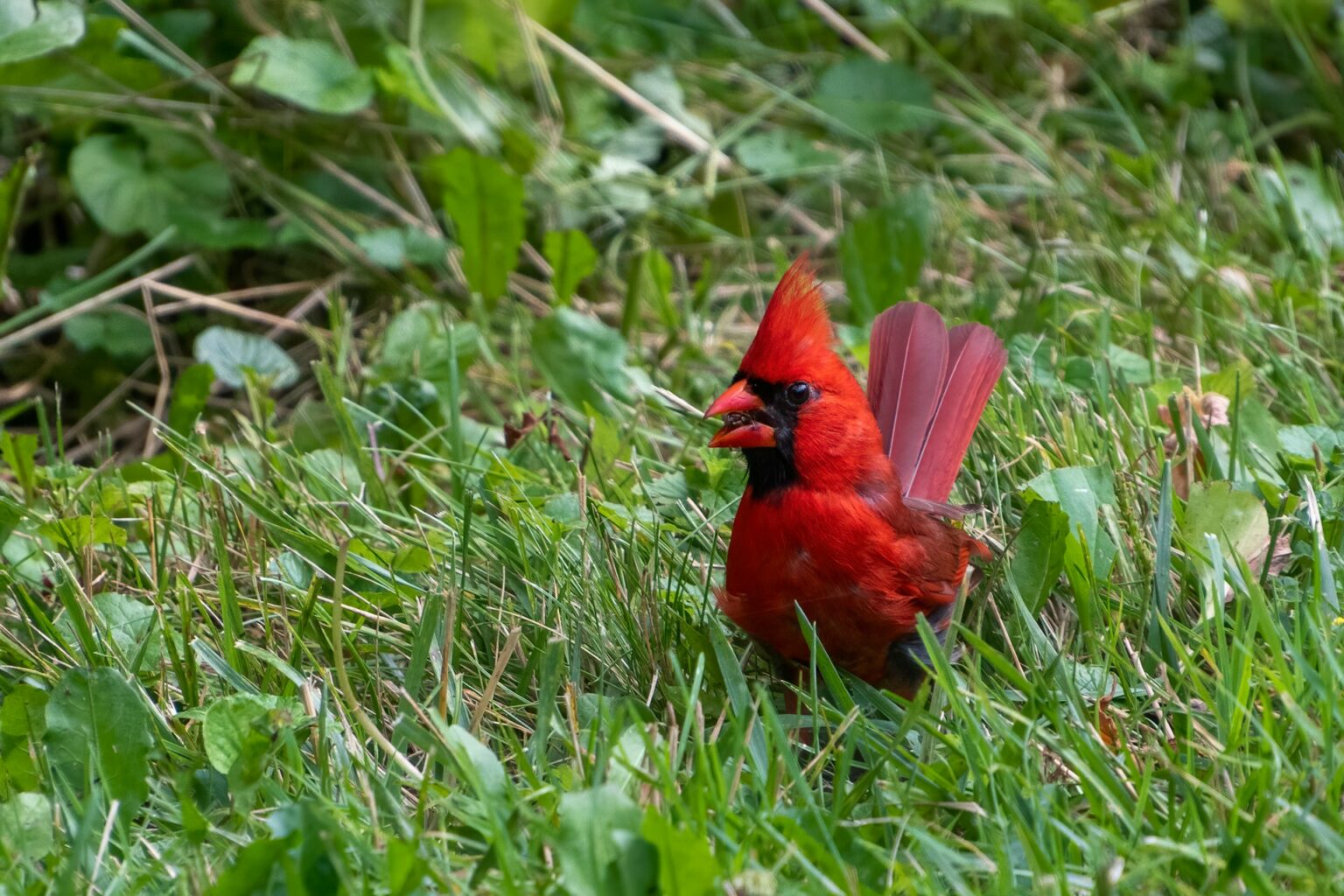 A Proven Strategy That Keeps Cardinals Coming Back To Your Feeder ...
