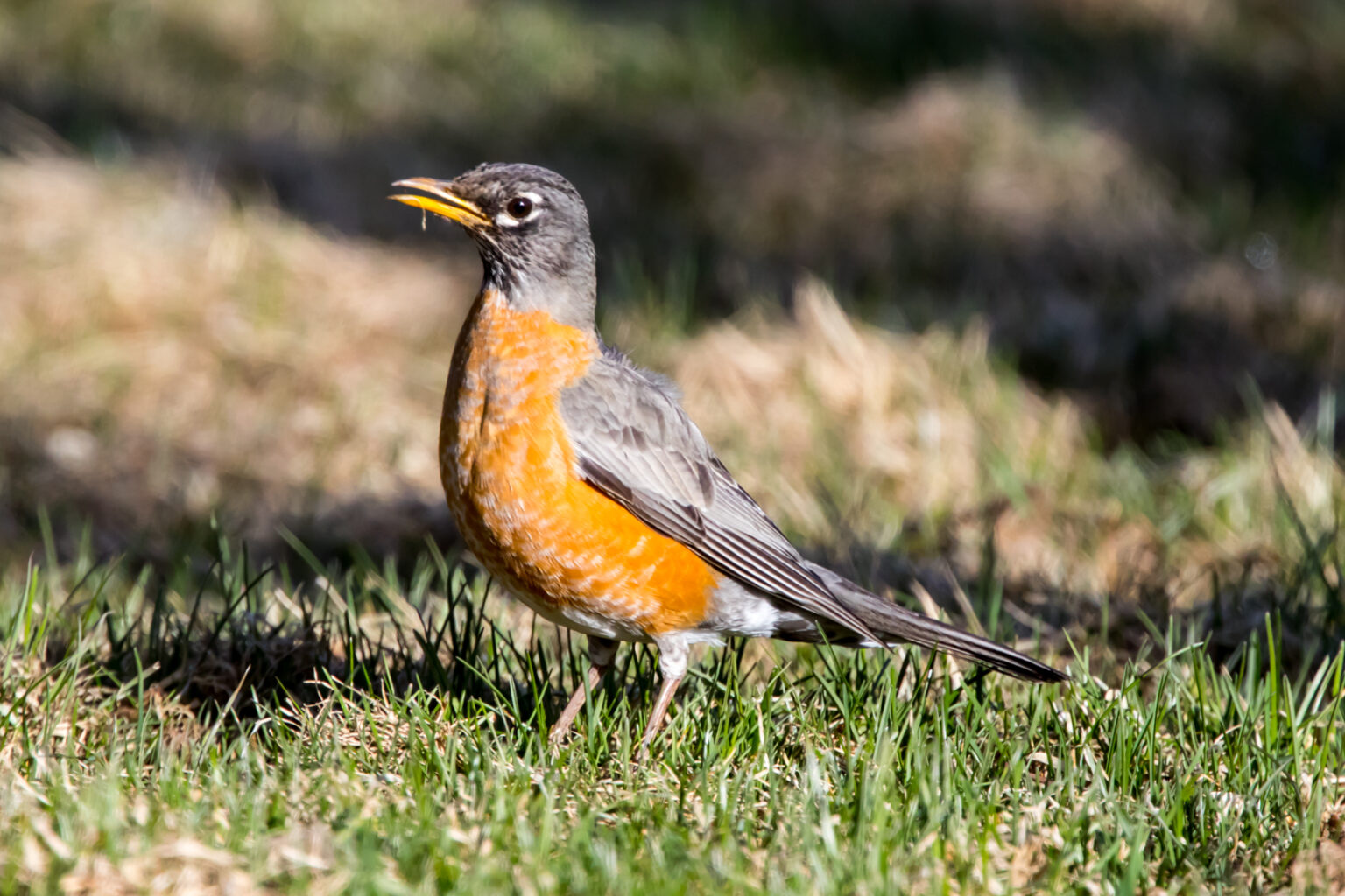 What Kind of Birds Chirp in the Morning? 9 Morning Birds you can listen ...