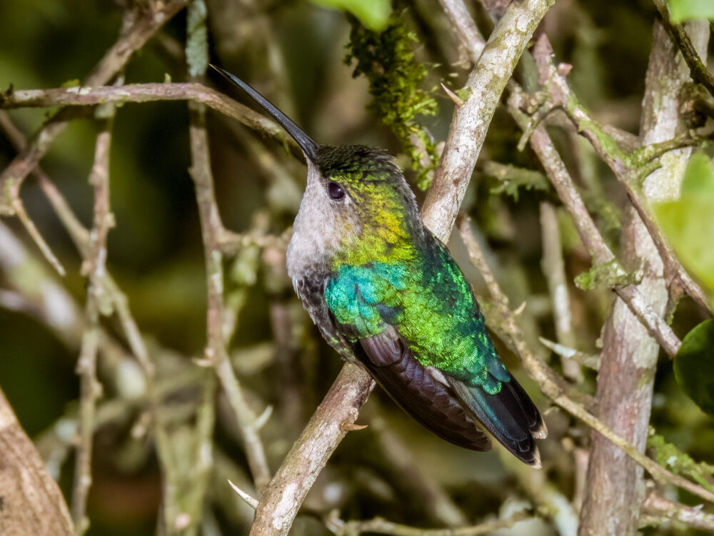 8 Reasons Why Hummingbirds Suddenly Vanish (And How to Get Them Back ...