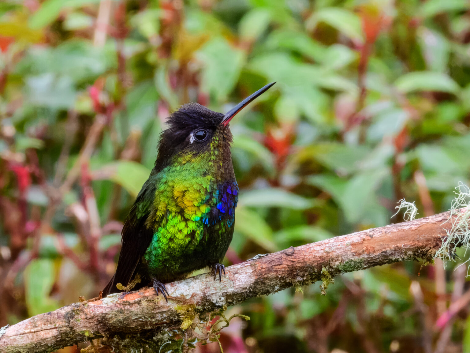 8 Reasons Why Hummingbirds Suddenly Vanish (And How to Get Them Back ...