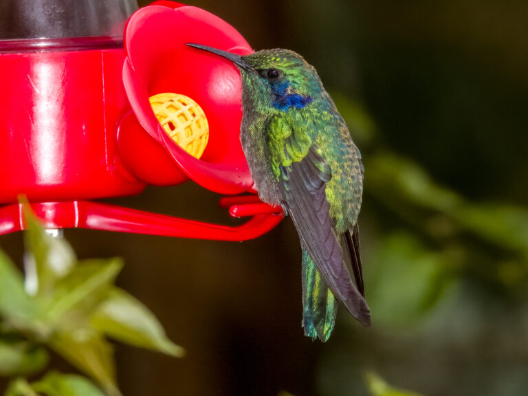 8 Reasons Why Hummingbirds Suddenly Vanish (And How to Get Them Back ...