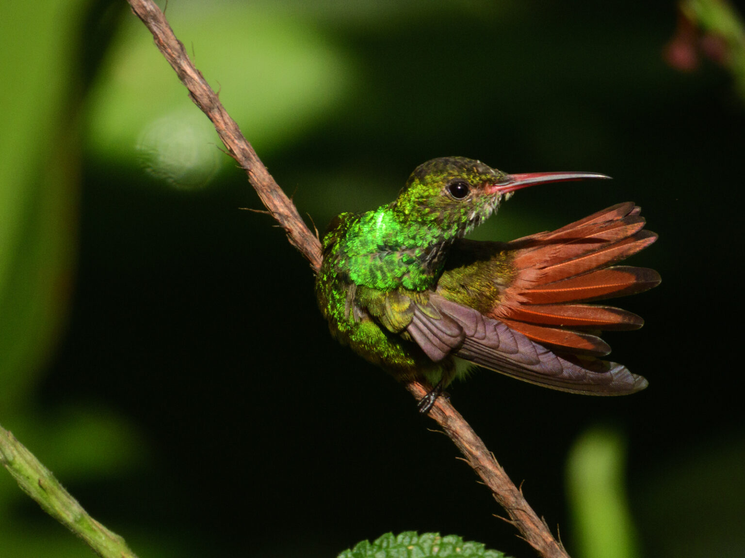 8 Reasons Why Hummingbirds Suddenly Vanish (And How to Get Them Back ...