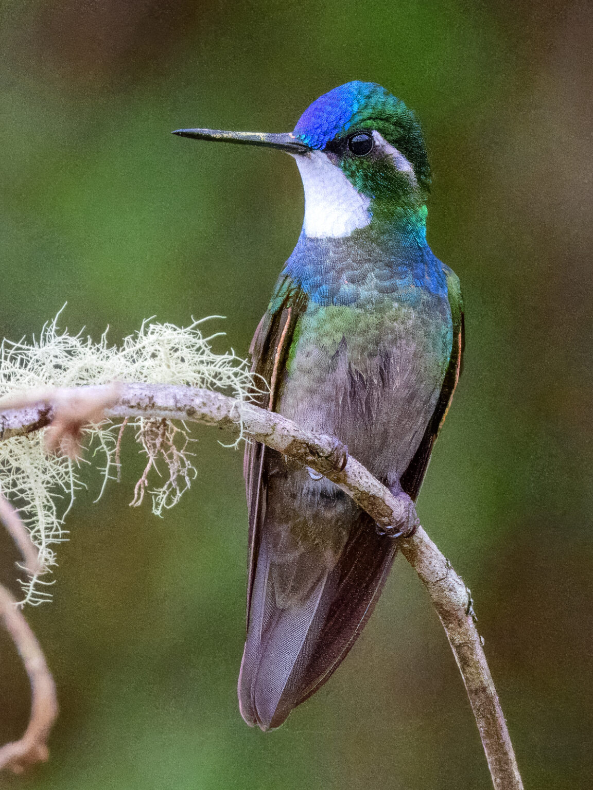8 Reasons Why Hummingbirds Suddenly Vanish (And How to Get Them Back ...