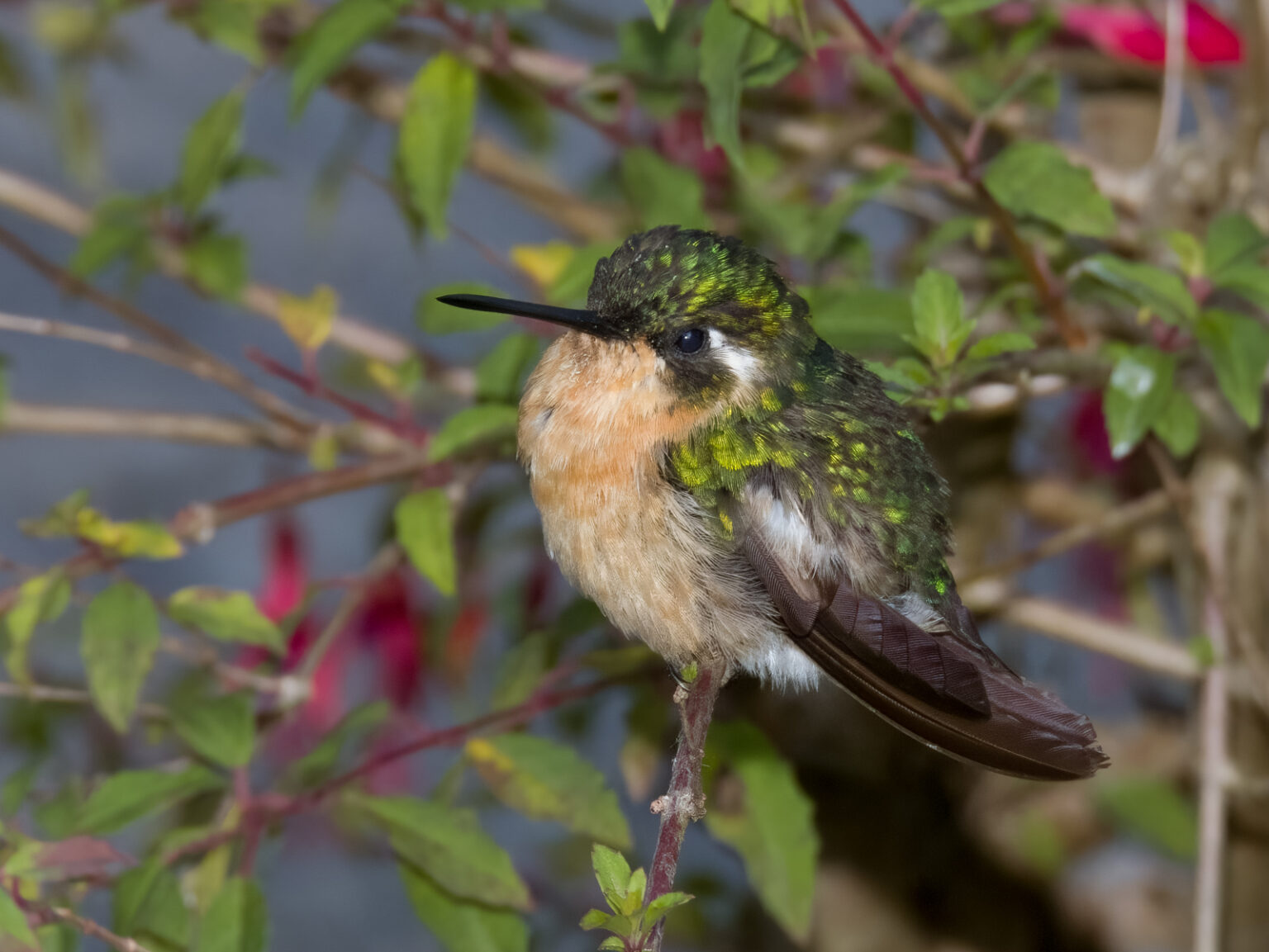 8 Reasons Why Hummingbirds Suddenly Vanish (And How to Get Them Back ...