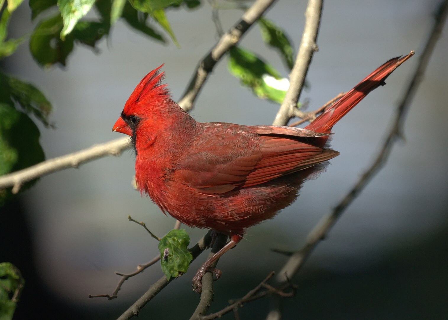 A Proven Strategy That Keeps Cardinals Coming Back To Your Feeder ...